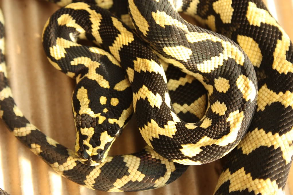 SW England - 1.1 CB'10 High Yellow Jungle Carpet Pythons | Reptile Forums