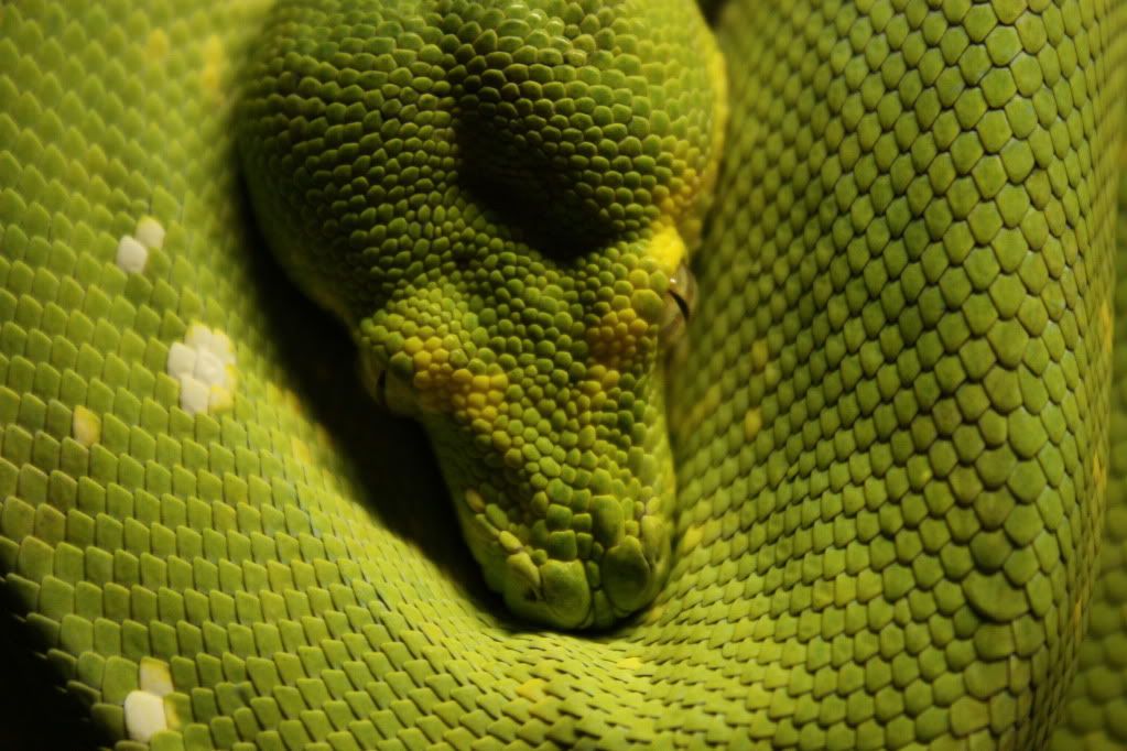 Morelia Viridis (Green tree python) | Reptile Forums