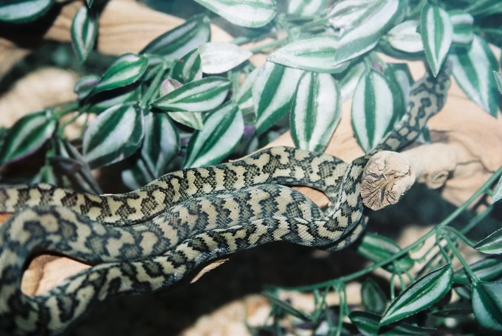 Coastal Carpet Python thread..... | Reptile Forums