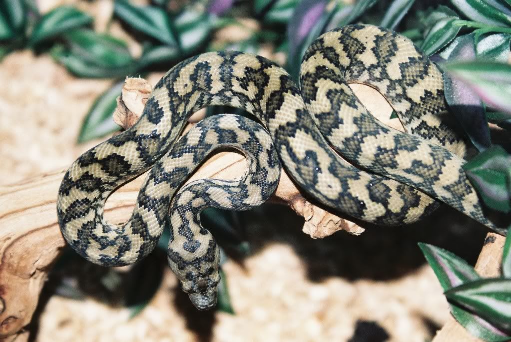 Coastal Carpet Python thread..... | Reptile Forums