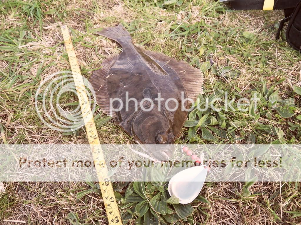 Power Isome + Spoon = Flounder ! | The Lure Forums