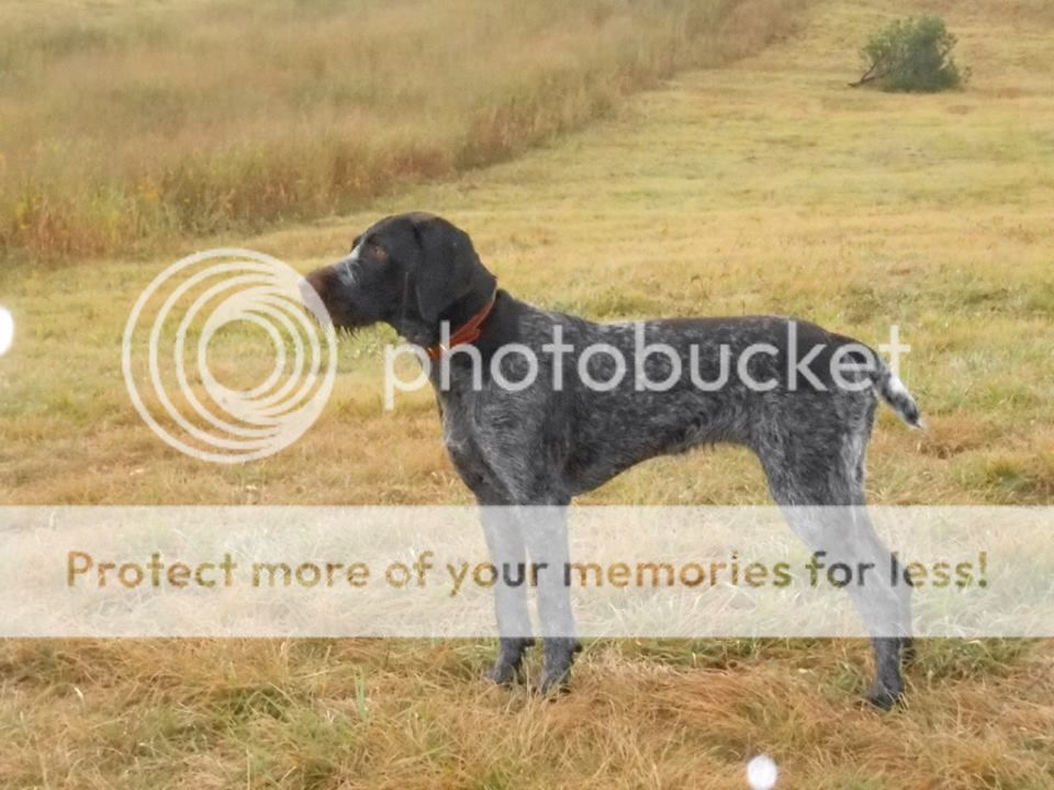 Drahthaar HZP test tomorrow | The HuntingPA.com Outdoor Community