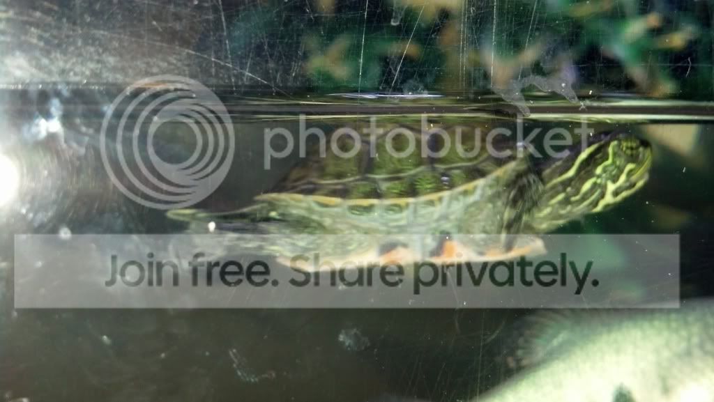 Redearslider.com :: View topic - Is this SHELL ROT?!