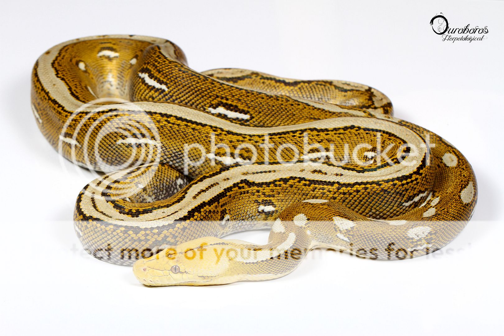 SW England - Adult Reticulated Pythons for Sale! | Reptile Forums