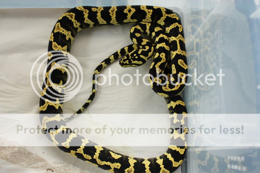 SW England - 1.1 CB'10 High Yellow Jungle Carpet Pythons | Reptile Forums