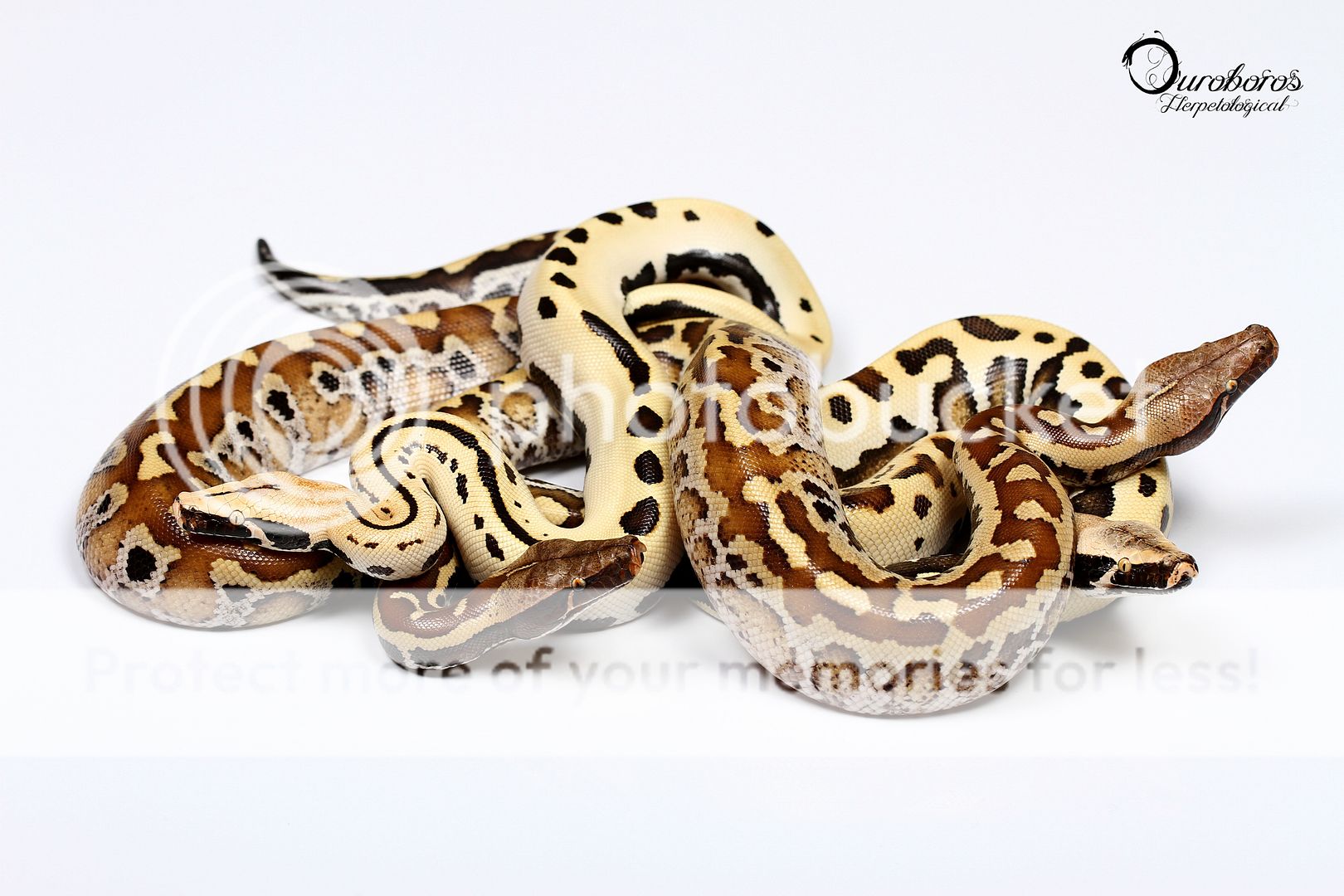 SW England - Blood Python Morphs (007, Goldeneye, Matrix) | Reptile Forums