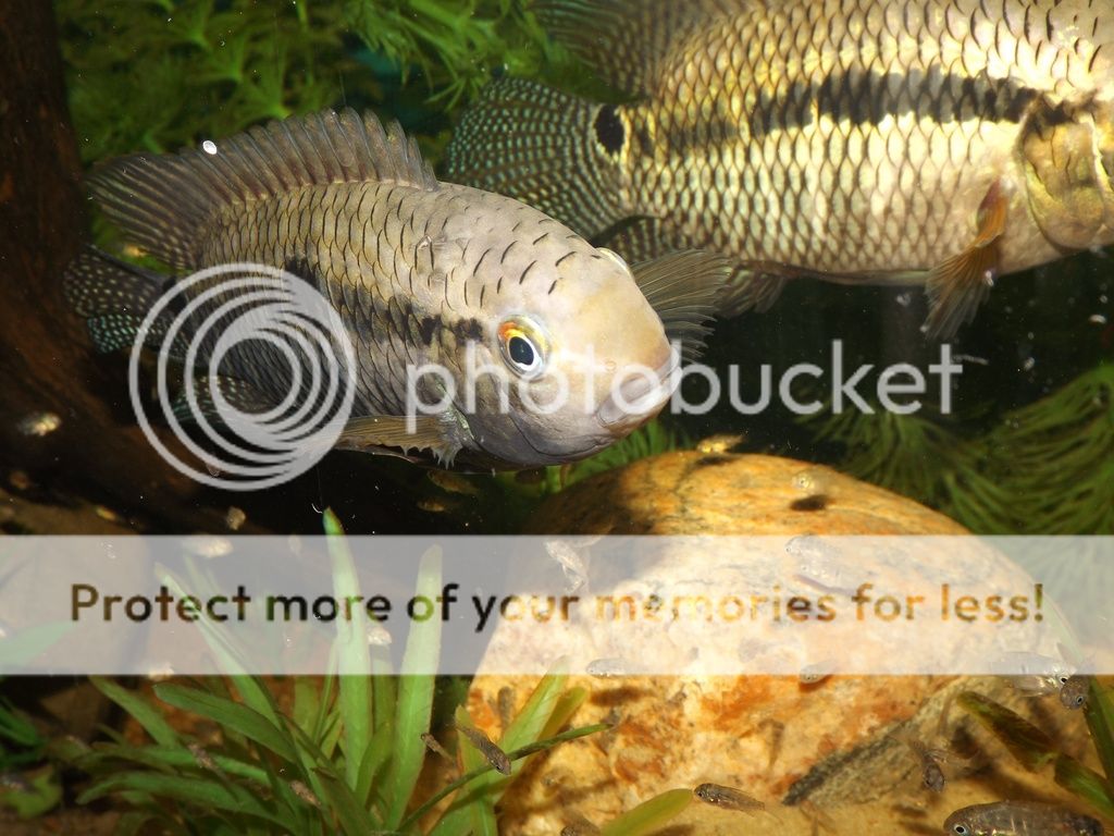 Cichlasoma sp. cf dimerus | Capital Cichlid Association